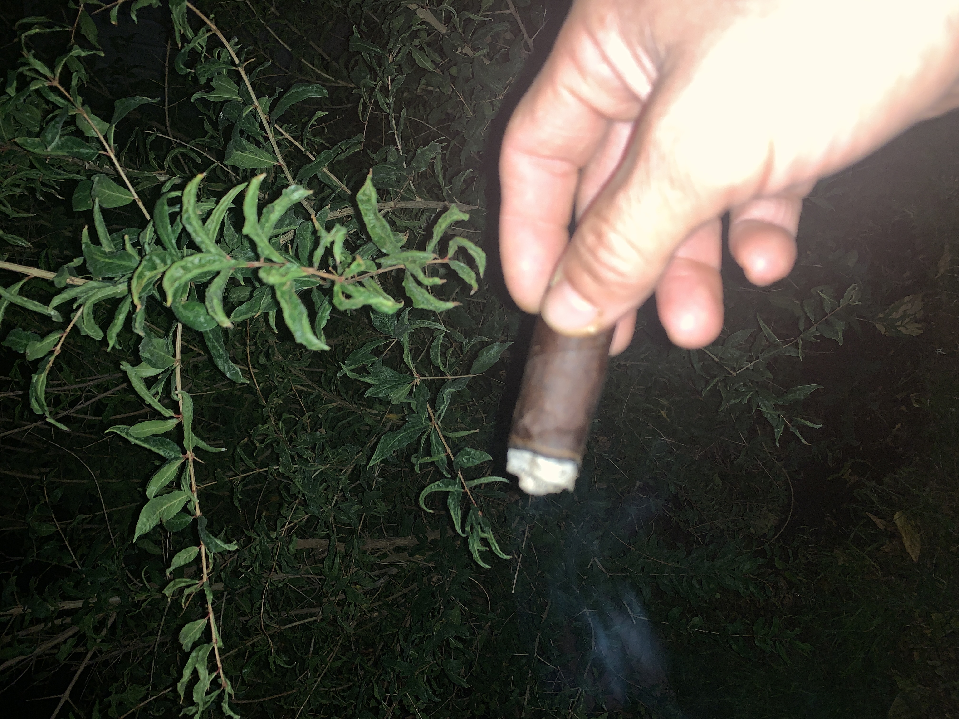 Pig | Cigar Reviews | Cigar World